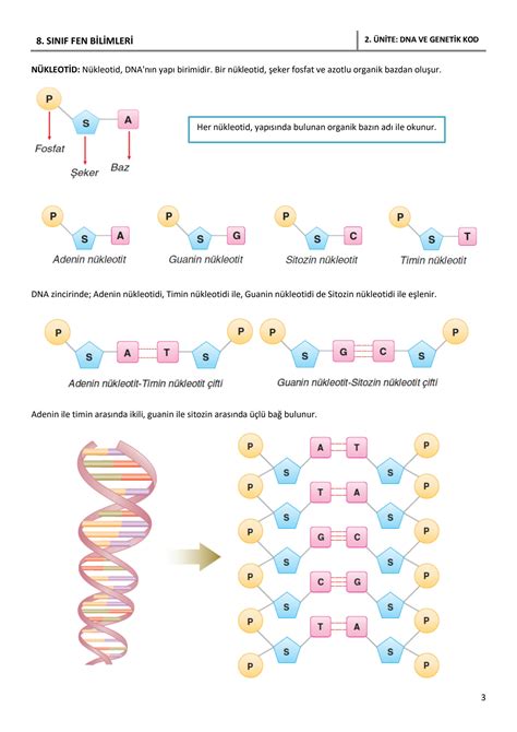 Solution 8 Sinif Fen Bilimleri 2 ünite Dna Ve Genetik Kod Ders