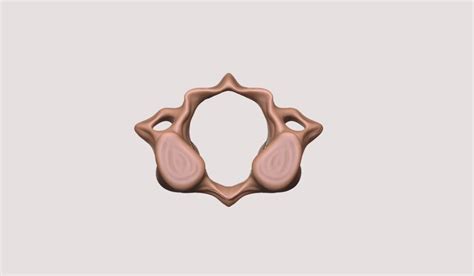 Anatomy 3d Models Download 3d Models 3d