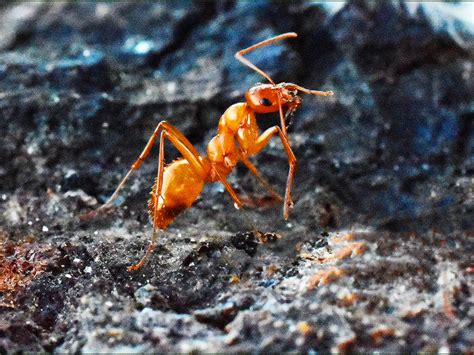 ¿el Veneno De La Hormiga De Fuego Podría Curar La Psoriasis Natural