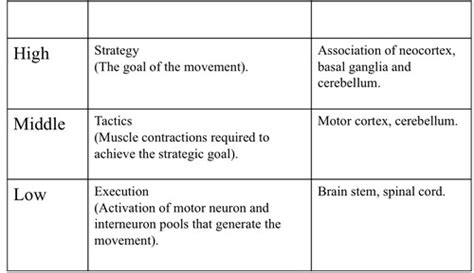 Motor Control In Mammals 1 Flashcards Quizlet