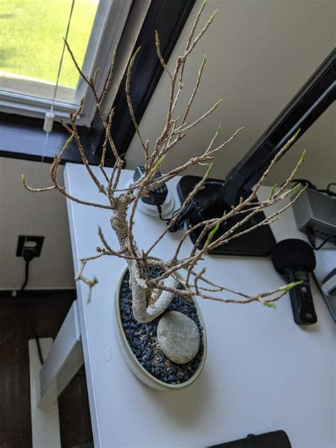 Help My Fiscus Retusa Bonsai Is Losing Its Leaves Ive Tried