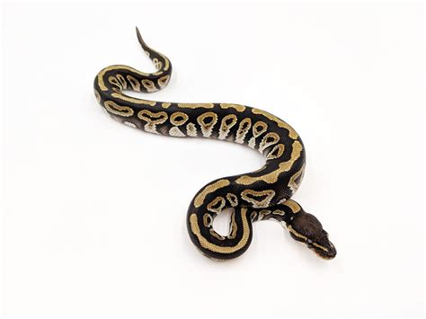 Black Lace Ball Python Traits Morphpedia