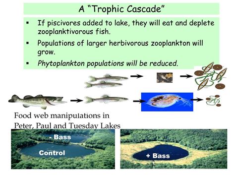 Ppt Resource And Predation Controls On Ecosystem Production Powerpoint Presentation Id2058886