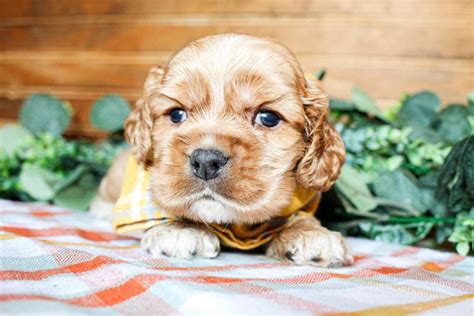 Double M Cocker Spaniels In Oklahoma Cavalier King Charles Spaniel