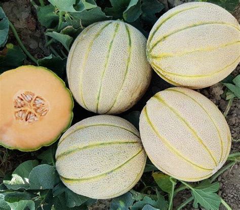 Пъпеши Архиви Интеркроп търговия със семена торове биологична борба и опрашване