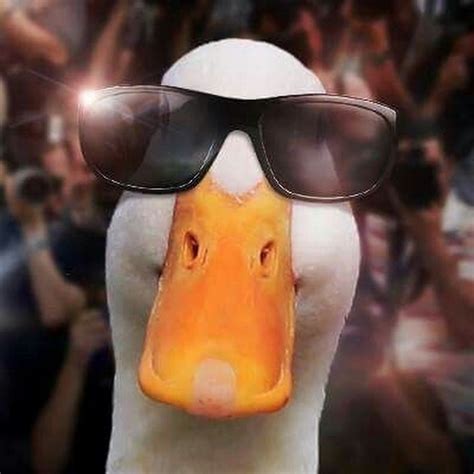 Duck Singer Youtube