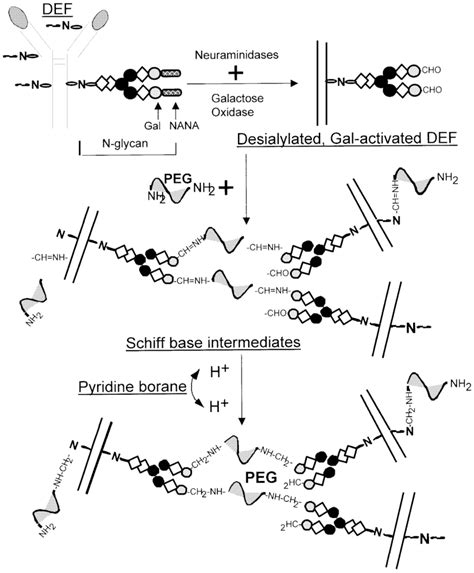 Schematic Representation Of The Enzymatically Mediated Synthesis Of
