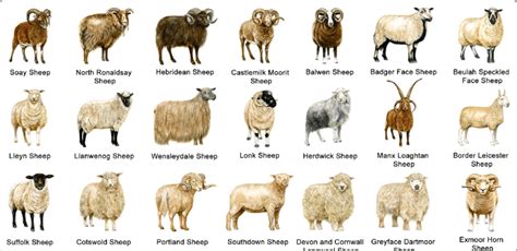 An Example Of A Sheep Population From The United Kingdom With Different