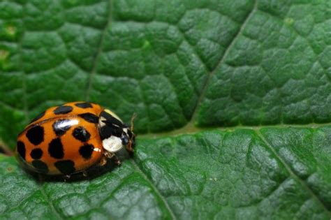 Getting Rid Of Asian Beetles Thriftyfun