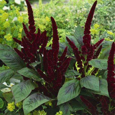 150 Amaranthus Pygmy Torch Prince Of Wales Feather 48 Off