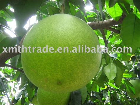 Shaddock Pomelo China Guanxi Price Supplier 21food