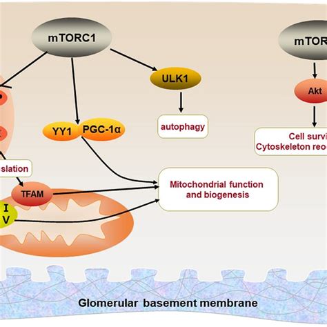 The Link Of Mtor Signaling With Podocyte Mitochondrial Function Mtor