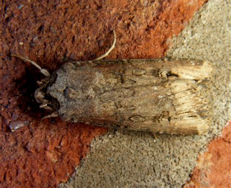 Dark Sword Grass Naturespot