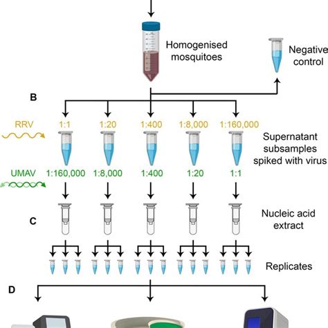Design Of The Spiking Study A 100 Mosquitoes Were Homogenised Download Scientific Diagram