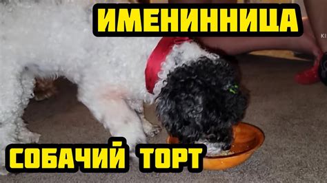 ОТМЕЧАЕМ ДЕНЬ РОЖДЕНИЯ ШИКАРНЫЙ ТОРТ ОТ ХАНИ Youtube