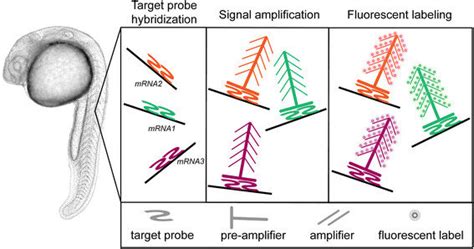 The Rnascope Principle Target Probe Hybridization Sets Of Download Scientific Diagram
