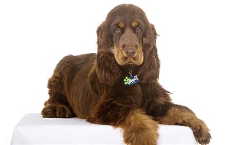 English Cocker Spaniel Breed Information And Pictures Europuppy