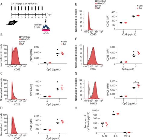 Ga Upregulates Mhc Class Ii Expression On B Cells Download Scientific