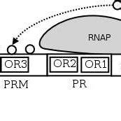 Lambda Switch States Download Scientific Diagram