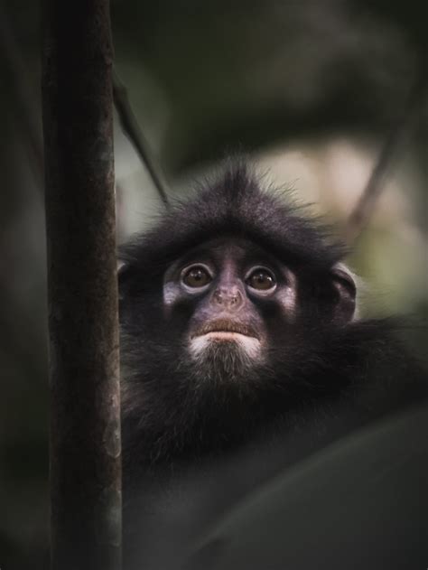 Raffles Banded Langurs — Jon Gresham
