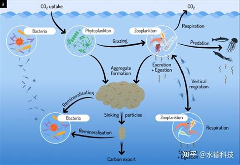 Nature综述UVP6在海洋浮游动物监测和建模中的应用 知乎