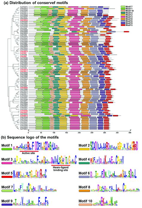 Identification And Position Of Consensus Amino Acid Motifs For Pepper