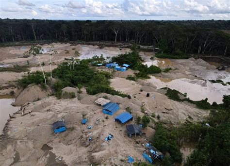 Gold Mining In The Amazon Poisoning Scores Of Threatened Species The Japan Times
