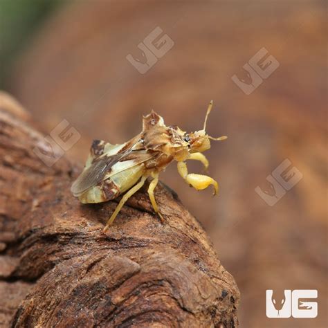 Jagged Ambush Bug Phymata Sp For Sale Underground Reptiles