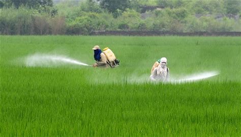 Dragon Fruit Cultivation In India Farming Tips And Profit Potential
