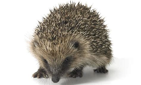 Ask The Doctor I Fear My Prickly Scalp Is The Sign Of A Stroke Daily
