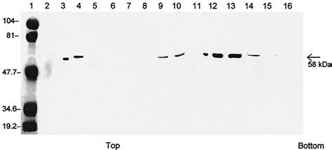 Cscl Gradient Fractions Examined By Sds Page And Immunoblotting Lanes
