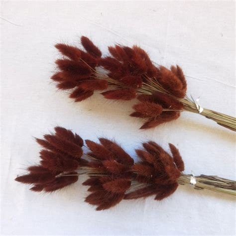Dark Coffee Bunny Tails Mini Bunny Tail Bunch Dried Flower Etsy Australia
