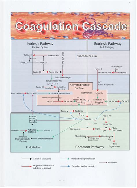 Pdf Coagulation Cascade The Intrinsic Pathway Of Coagulation Plasma