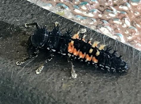 Ladybug Larva Pest Control Canada