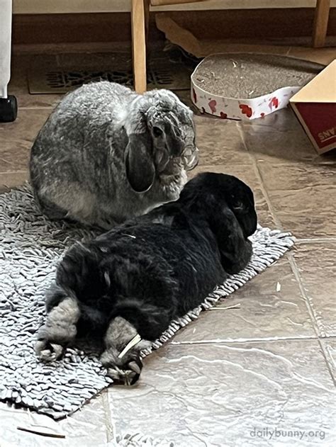 You Eavesdropping On Us Human — The Daily Bunny