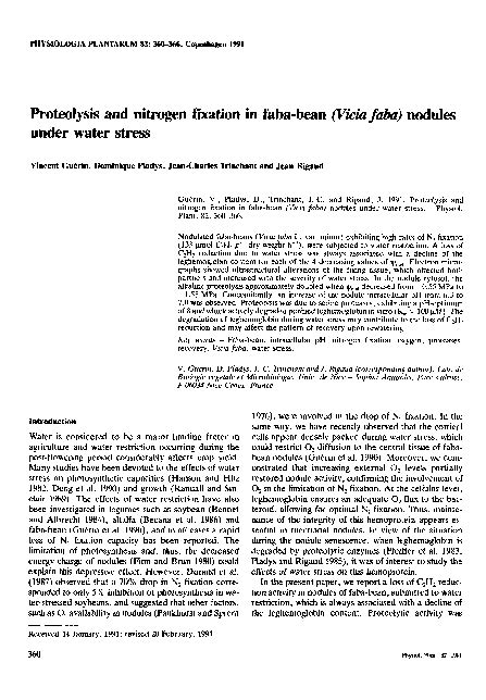 Pdf Proteolysis And Nitrogen Fixation In Faba Bean Vicia Faba Nodules Under Water Stress