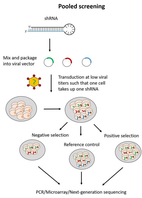 Sirna Vs Shrna Applications And Off Targeting Sitools Biotech Blog