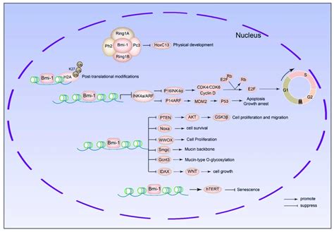 Downstream Genes Directly Regulated By Bmi 1 Bmi 1 Can Enhance H2A