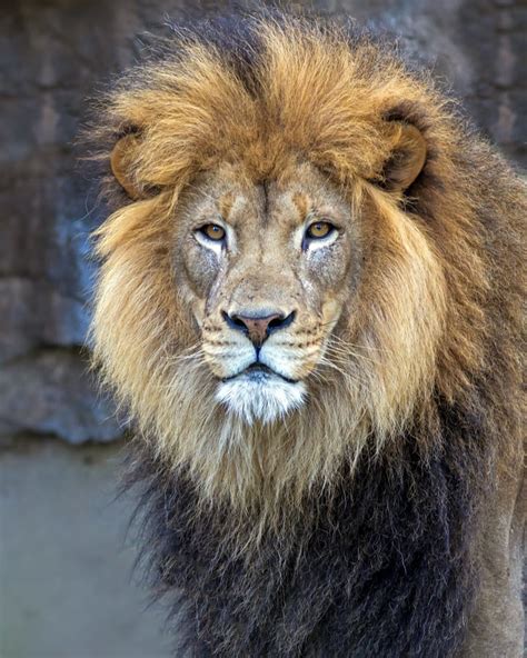Closeup Portrait Of A Male African Lion Stock Image Image Of Natural Carnivore