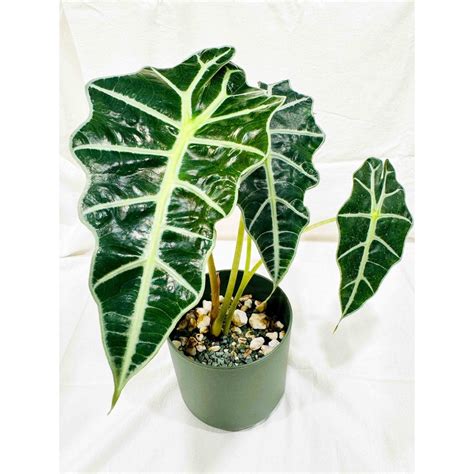 仙女 黑葉觀音蓮（alocasia Amazonica）天南星科 雨林 海芋 觀葉 園藝 綠植 淨化空氣 蝦皮購物