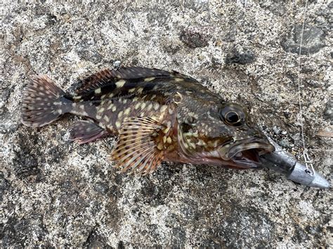 Img 3086 1  タレミミの釣りブログ