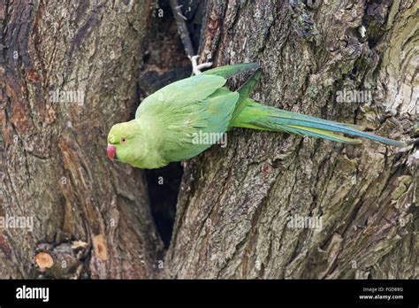 Rose Ringed Parakeet Psittacula Krameri Introduced Species Adult