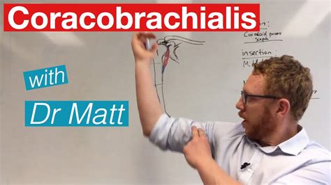 Coracobrachialis Muscle Anatomy Youtube