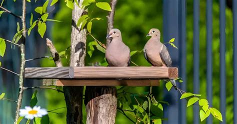 Useful Tips To Attract Mourning Doves To Your Yard