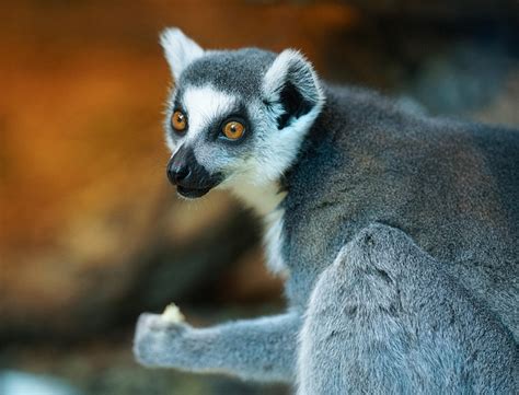 초상화 얼굴 고리 여우 원숭이 Pixabay의 무료 사진