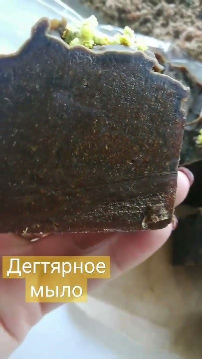 Природное мыло с березовым дегтем #мылоснуля #ТравауДома#природноемыло ...
