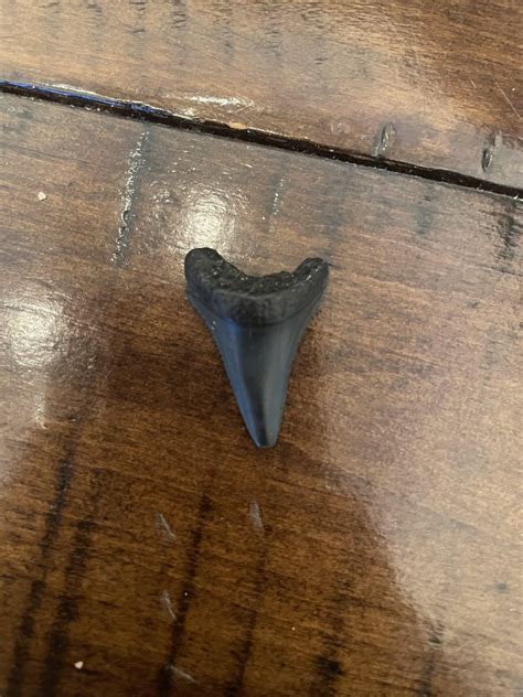 Need Help Identifying Shark Teeth Rfossils