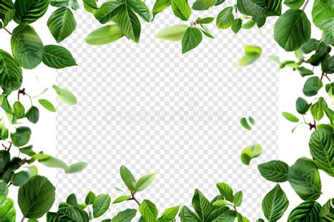 Green Leaves Frame Natures Fresh Border Stock Illustration