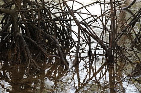 Merapatkan Akar Pohon Mangrove Panjang Mangrove Dan Akar Di Atas Pasir