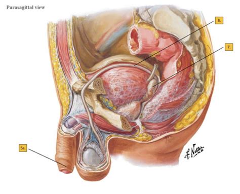 37 Male Reproductive Tract Diagram Quizlet